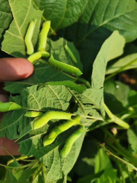 豆虫养殖一亩地成本多少_豆虫养殖一亩地收益怎么样-第1张图片-山城妙识 豆虫养殖一亩地成本多少_豆虫养殖一亩地收益怎么样-第1张图片-山城妙识