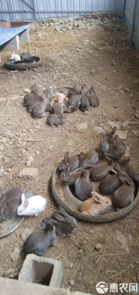 肉兔品种有哪些_新手适合养哪种肉兔-第3张图片-山城妙识