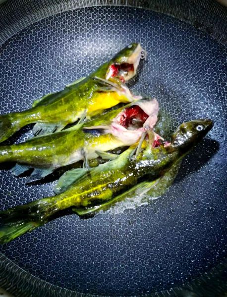 黄颡鱼的功效与作用_黄颡鱼适合什么人吃-第3张图片-山城妙识 黄颡鱼的功效与作用_黄颡鱼适合什么人吃-第3张图片-山城妙识