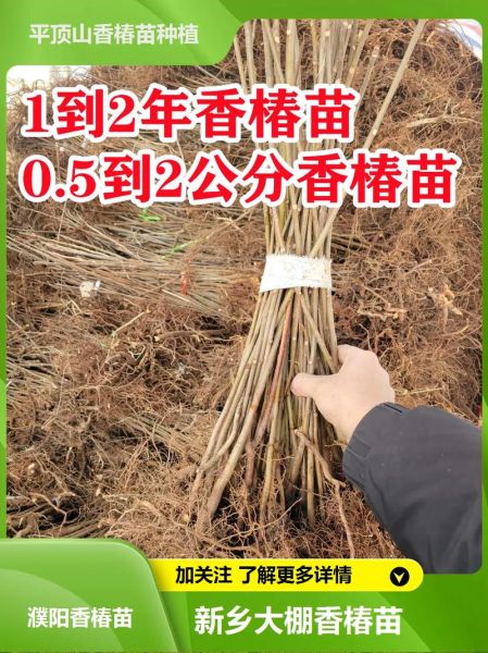 香椿苗矮化栽培技术_如何矮化香椿苗-第1张图片-山城妙识