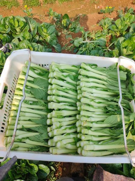 芥兰笋多少钱一斤_芥兰笋价格为什么波动大-第2张图片-山城妙识 芥兰笋多少钱一斤_芥兰笋价格为什么波动大-第2张图片-山城妙识