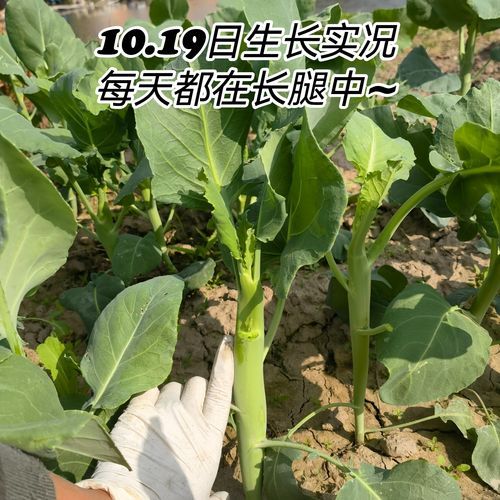 芥兰笋多少钱一斤_芥兰笋价格为什么波动大-第3张图片-山城妙识 芥兰笋多少钱一斤_芥兰笋价格为什么波动大-第3张图片-山城妙识