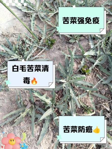 苦菜的功效与作用_苦菜的禁忌人群有哪些-第1张图片-山城妙识