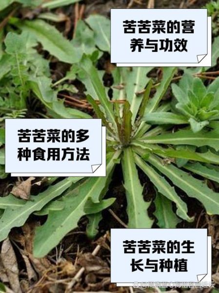 苦菜的功效与作用_苦菜的禁忌人群有哪些-第3张图片-山城妙识