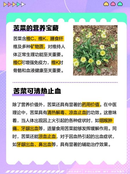 苦菜的功效与作用_苦菜的禁忌人群有哪些-第2张图片-山城妙识