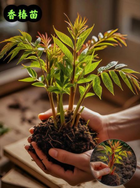 香椿苗矮化栽培技术_如何矮化香椿苗-第3张图片-山城妙识