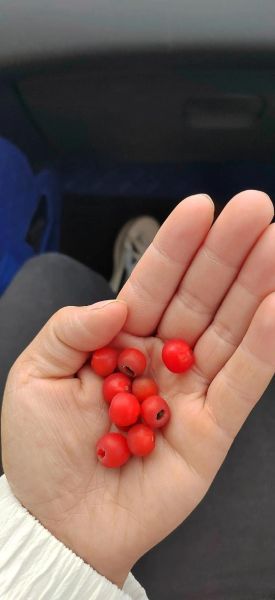 红豆杉果子能吃吗_红豆杉果子图片长什么样-第3张图片-山城妙识