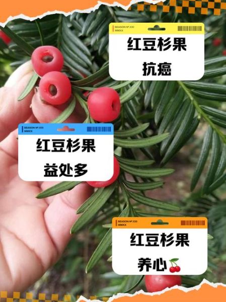 红豆杉果子能吃吗_红豆杉果子图片长什么样-第2张图片-山城妙识