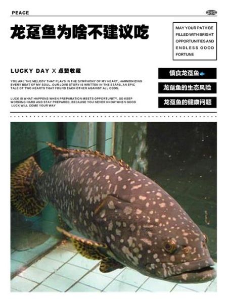 龙趸鱼多少钱一斤_龙趸鱼价格为什么波动大-第2张图片-山城妙识 龙趸鱼多少钱一斤_龙趸鱼价格为什么波动大-第2张图片-山城妙识