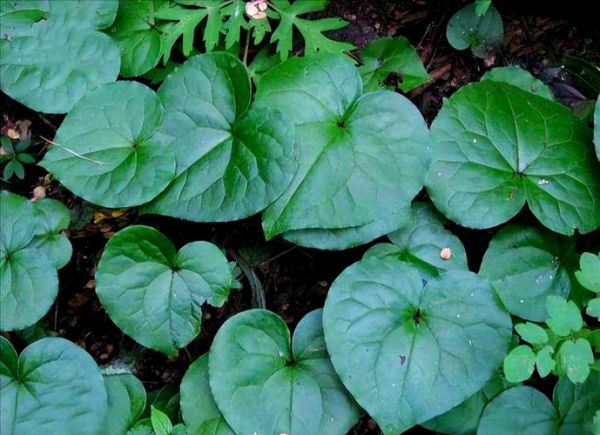 细辛图片_细辛长什么样-第3张图片-山城妙识 细辛图片_细辛长什么样-第3张图片-山城妙识