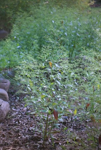 野生穿心莲图片_如何辨别真假-第1张图片-山城妙识 野生穿心莲图片_如何辨别真假-第1张图片-山城妙识