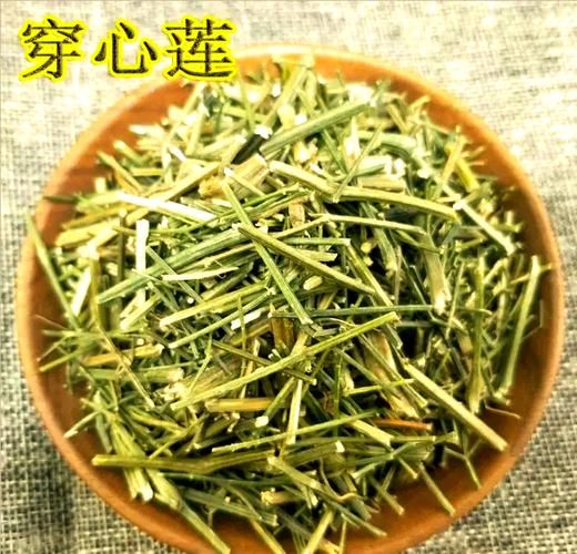 野生穿心莲图片_如何辨别真假-第3张图片-山城妙识 野生穿心莲图片_如何辨别真假-第3张图片-山城妙识