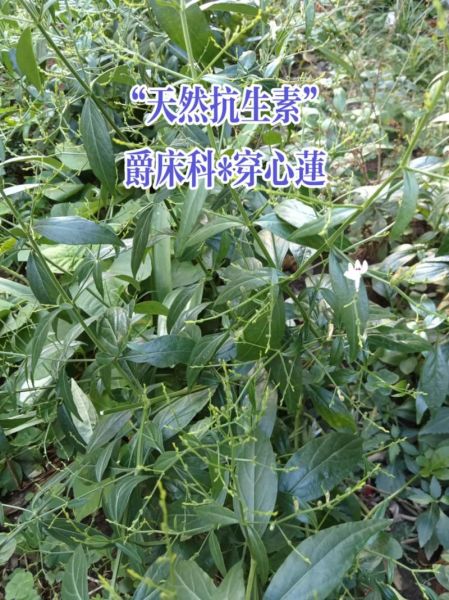 野生穿心莲图片_如何辨别真假-第2张图片-山城妙识 野生穿心莲图片_如何辨别真假-第2张图片-山城妙识