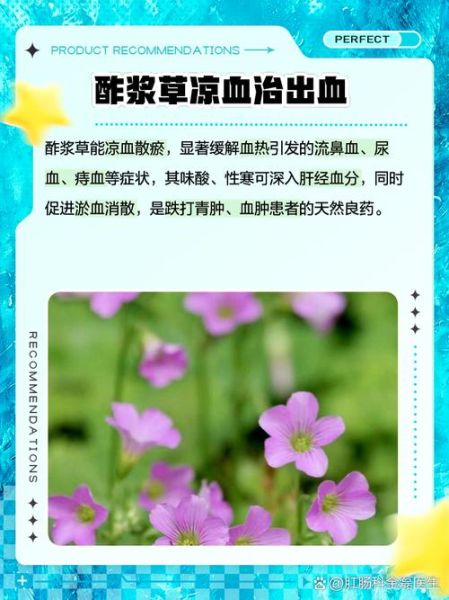 酸浆草的功效与作用_酸浆草怎么泡水喝-第2张图片-山城妙识 酸浆草的功效与作用_酸浆草怎么泡水喝-第2张图片-山城妙识