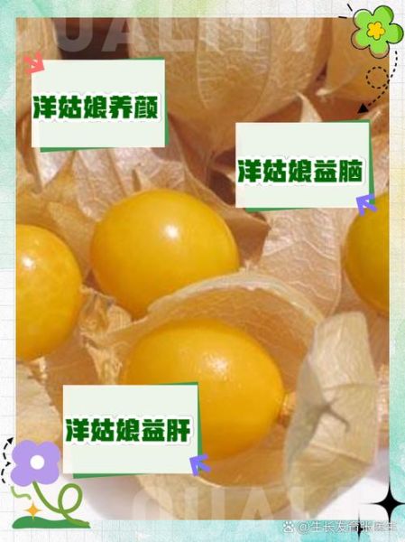 洋姑娘水果怎么吃_洋姑娘水果功效与作用-第3张图片-山城妙识 洋姑娘水果怎么吃_洋姑娘水果功效与作用-第3张图片-山城妙识