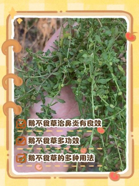 鹅不食草治疗鼻炎怎么用_鹅不食草治鼻炎的用法用量-第1张图片-山城妙识 鹅不食草治疗鼻炎怎么用_鹅不食草治鼻炎的用法用量-第1张图片-山城妙识