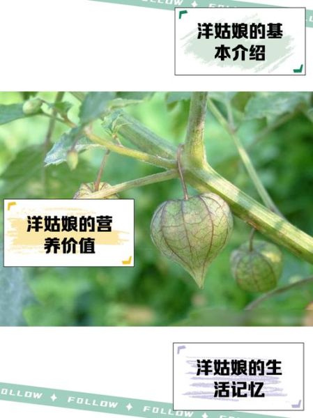 洋姑娘水果怎么吃_洋姑娘水果功效与作用-第1张图片-山城妙识 洋姑娘水果怎么吃_洋姑娘水果功效与作用-第1张图片-山城妙识