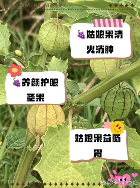 洋姑娘水果怎么吃_洋姑娘水果功效与作用-第2张图片-山城妙识 洋姑娘水果怎么吃_洋姑娘水果功效与作用-第2张图片-山城妙识