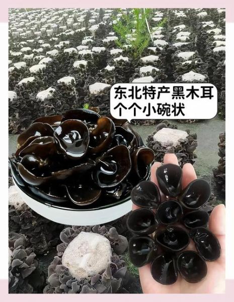 爆炒黑木耳啥意思_爆炒黑木耳网络梗由来-第2张图片-山城妙识