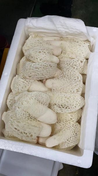 2018年竹荪多少钱一斤_竹荪价格走势回顾-第1张图片-山城妙识 2018年竹荪多少钱一斤_竹荪价格走势回顾-第1张图片-山城妙识