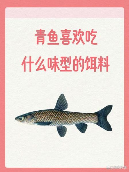 青鱼喜欢吃什么味型的饵料_青鱼饵料味型选择技巧-第1张图片-山城妙识 青鱼喜欢吃什么味型的饵料_青鱼饵料味型选择技巧-第1张图片-山城妙识