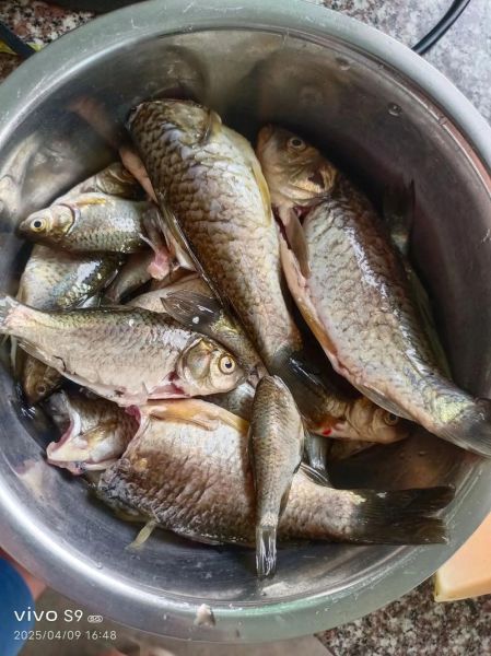 野生小鱼怎么做好吃_野生小鱼的做法大全-第1张图片-山城妙识