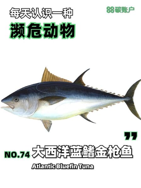 金枪鱼种类有哪些_蓝鳍金枪鱼和黄鳍金枪鱼区别-第2张图片-山城妙识