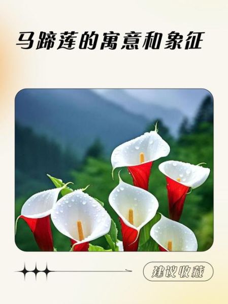 马蹄莲花语是什么_马蹄莲寓意有哪些-第1张图片-山城妙识