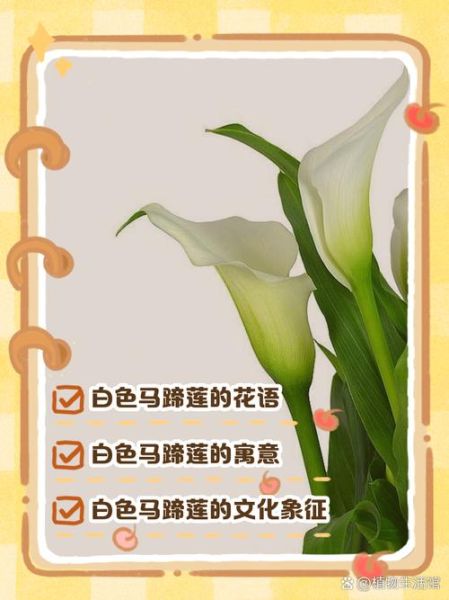 马蹄莲花语是什么_马蹄莲寓意有哪些-第2张图片-山城妙识