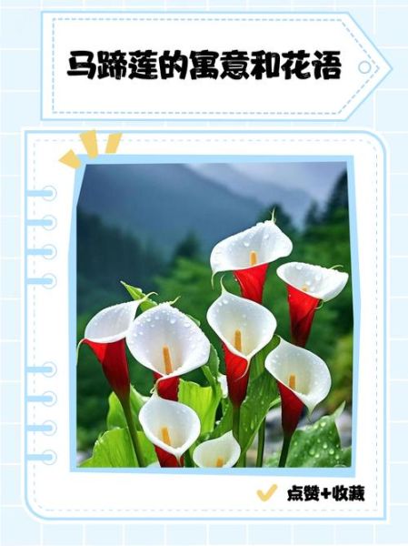 马蹄莲花语是什么_马蹄莲寓意有哪些-第3张图片-山城妙识