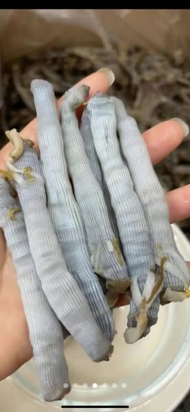 沙虫怎么做好吃_沙虫干价格多少钱一斤-第1张图片-山城妙识