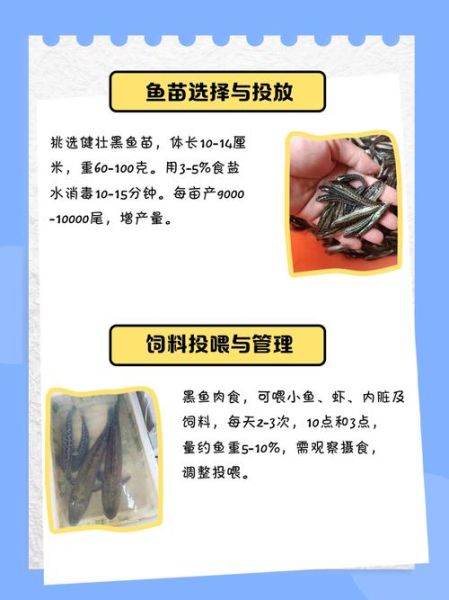 黑鱼养殖成本是多少_黑鱼养殖周期多久-第2张图片-山城妙识 黑鱼养殖成本是多少_黑鱼养殖周期多久-第2张图片-山城妙识