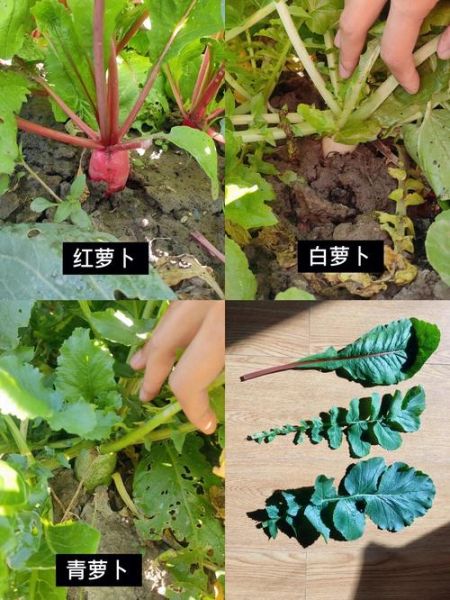 萝卜坑怎么挖_萝卜坑间距多少合适-第1张图片-山城妙识 萝卜坑怎么挖_萝卜坑间距多少合适-第1张图片-山城妙识