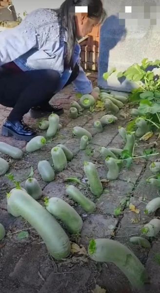 萝卜坑怎么挖_萝卜坑间距多少合适-第3张图片-山城妙识 萝卜坑怎么挖_萝卜坑间距多少合适-第3张图片-山城妙识