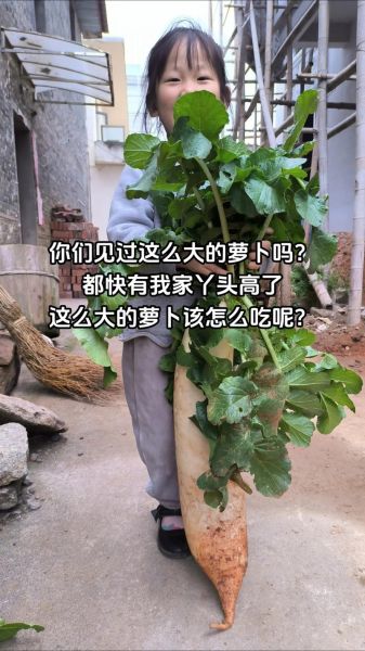 萝卜坑怎么挖_萝卜坑间距多少合适-第2张图片-山城妙识 萝卜坑怎么挖_萝卜坑间距多少合适-第2张图片-山城妙识