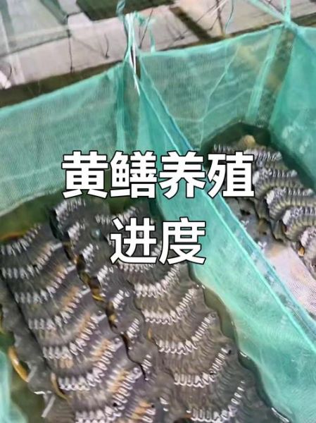 黄鳝养殖成本多少_黄鳝养殖利润怎么样-第3张图片-山城妙识