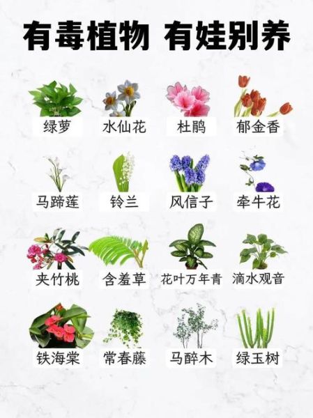 致癌花有哪些_家里不能养的五种花-第1张图片-山城妙识