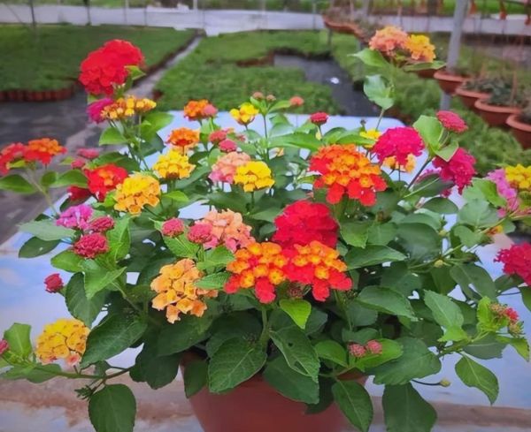 致癌花有哪些_家里不能养的五种花-第2张图片-山城妙识