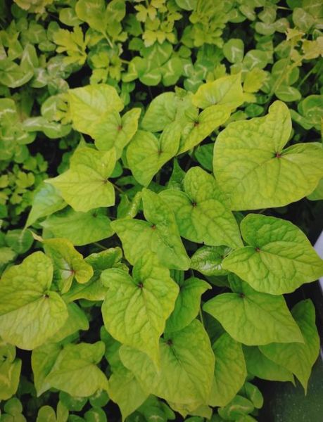 金荞麦的功效与作用及禁忌_金荞麦泡水喝的副作用-第1张图片-山城妙识 金荞麦的功效与作用及禁忌_金荞麦泡水喝的副作用-第1张图片-山城妙识