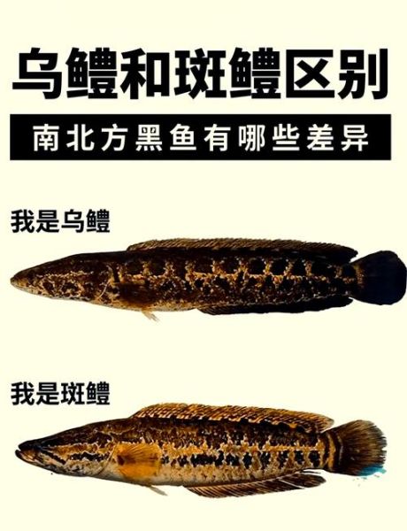 野生黑鱼和养殖黑鱼有什么区别_如何辨别野生黑鱼-第1张图片-山城妙识 野生黑鱼和养殖黑鱼有什么区别_如何辨别野生黑鱼-第1张图片-山城妙识