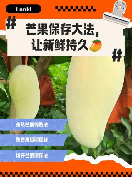 芒果怎么挑选_芒果保存方法-第3张图片-山城妙识 芒果怎么挑选_芒果保存方法-第3张图片-山城妙识