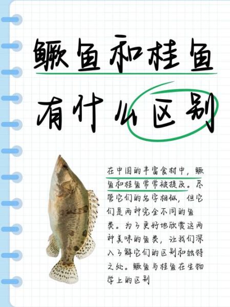 鳜鱼和桂鱼的区别怎么读_鳜鱼怎么读拼音-第1张图片-山城妙识