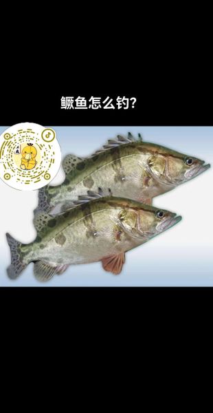 鳜鱼和桂鱼的区别怎么读_鳜鱼怎么读拼音-第2张图片-山城妙识