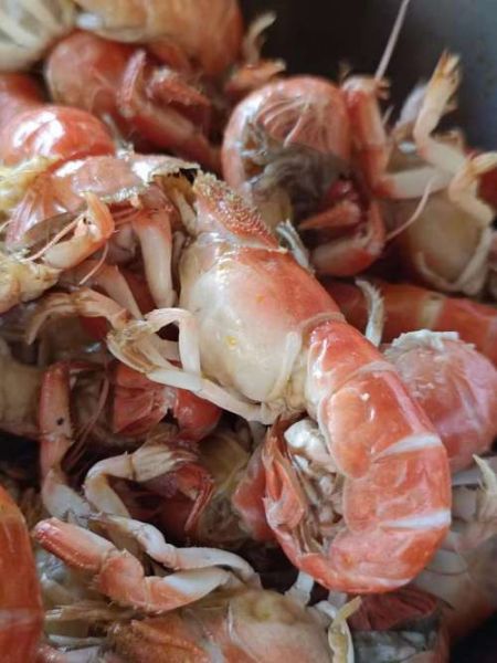 虾姑图片大全大图_高清虾姑怎么挑选-第3张图片-山城妙识 虾姑图片大全大图_高清虾姑怎么挑选-第3张图片-山城妙识