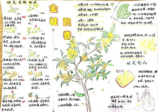 金桂飘香是什么意思_金桂飘香怎么造句-第2张图片-山城妙识 金桂飘香是什么意思_金桂飘香怎么造句-第2张图片-山城妙识