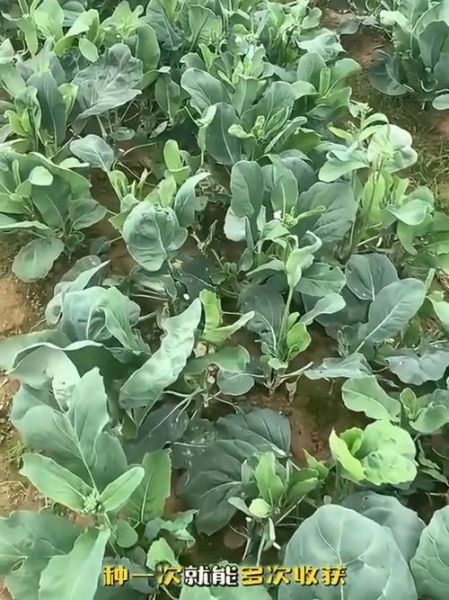 芥蓝菜长什么样子_芥蓝菜叶子特征-第3张图片-山城妙识