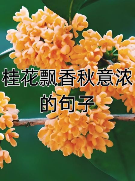 金桂飘香是什么意思_金桂飘香怎么造句-第1张图片-山城妙识 金桂飘香是什么意思_金桂飘香怎么造句-第1张图片-山城妙识