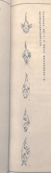 鸦片鱼是海鲜吗_鸦片鱼属于什么鱼-第1张图片-山城妙识