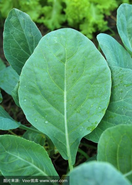 芥蓝菜长什么样子_芥蓝菜叶子特征-第1张图片-山城妙识