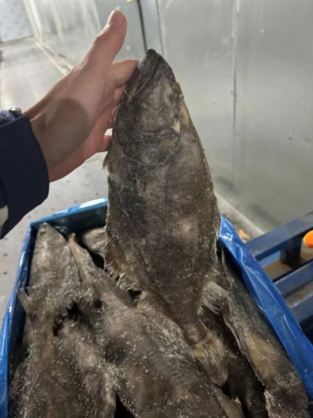 鸦片鱼是海鲜吗_鸦片鱼属于什么鱼-第2张图片-山城妙识